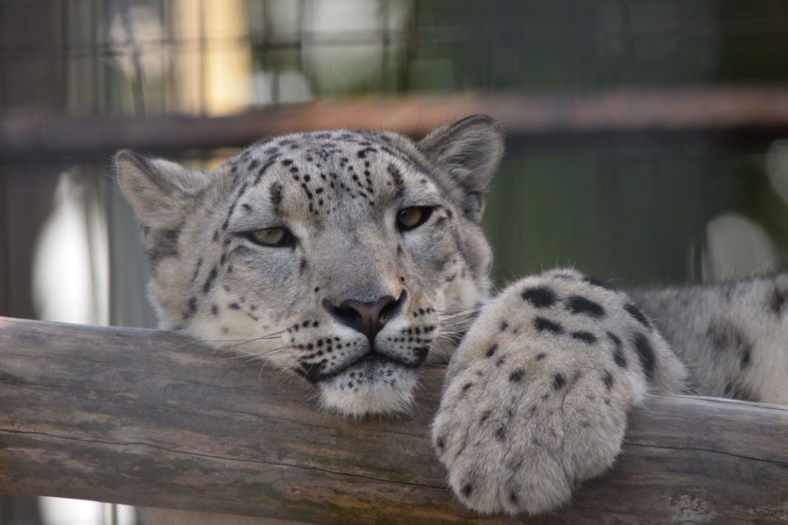 Best Zoos in North Wales to Visit - Pario Holiday Parks